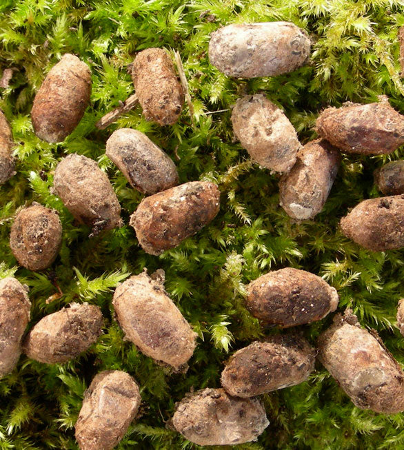 Cocoons – Mason Bee Central